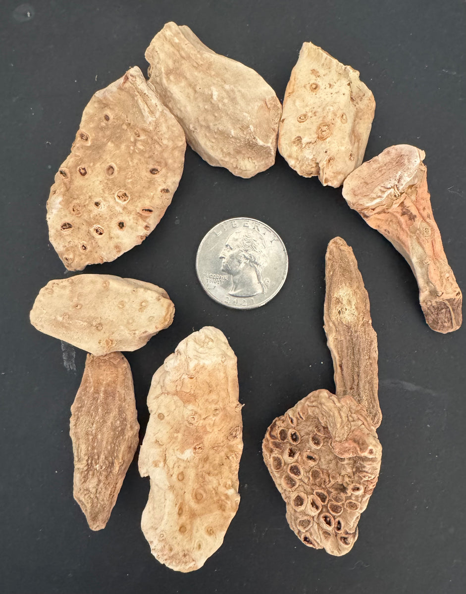 Queen Root PREORDER *Available in approximately 10 days* – King Lou's ...